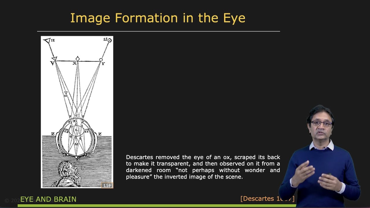 Animal Eyes | Image Formation - YouTube