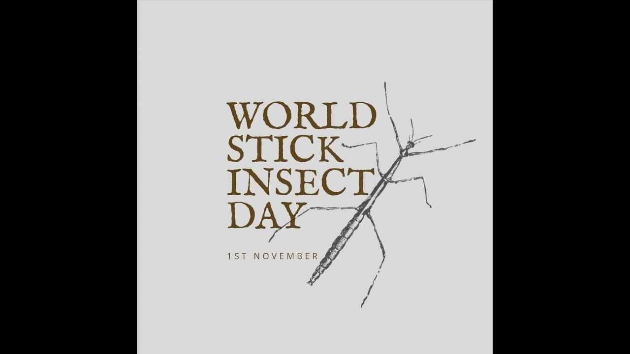 Happy 1st World Stick Insect Day - YouTube