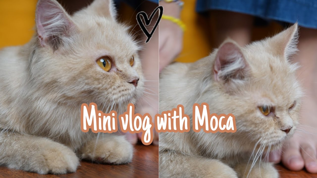 | Kucing Vlog | Moca persian cat | Catnip (minivlog) - YouTube
