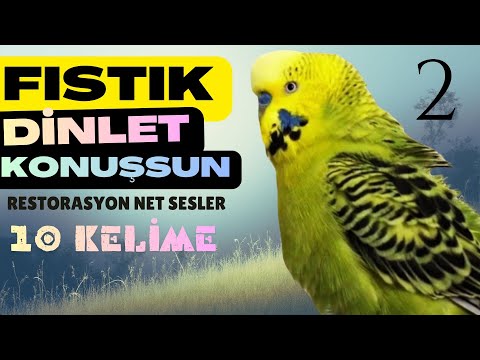 10 KELİME !! | Dinlet Konuşsun | Konuşan Muhabbet Kuşu Fıstık 2 Saat | Net Sesler Restorasyon 2