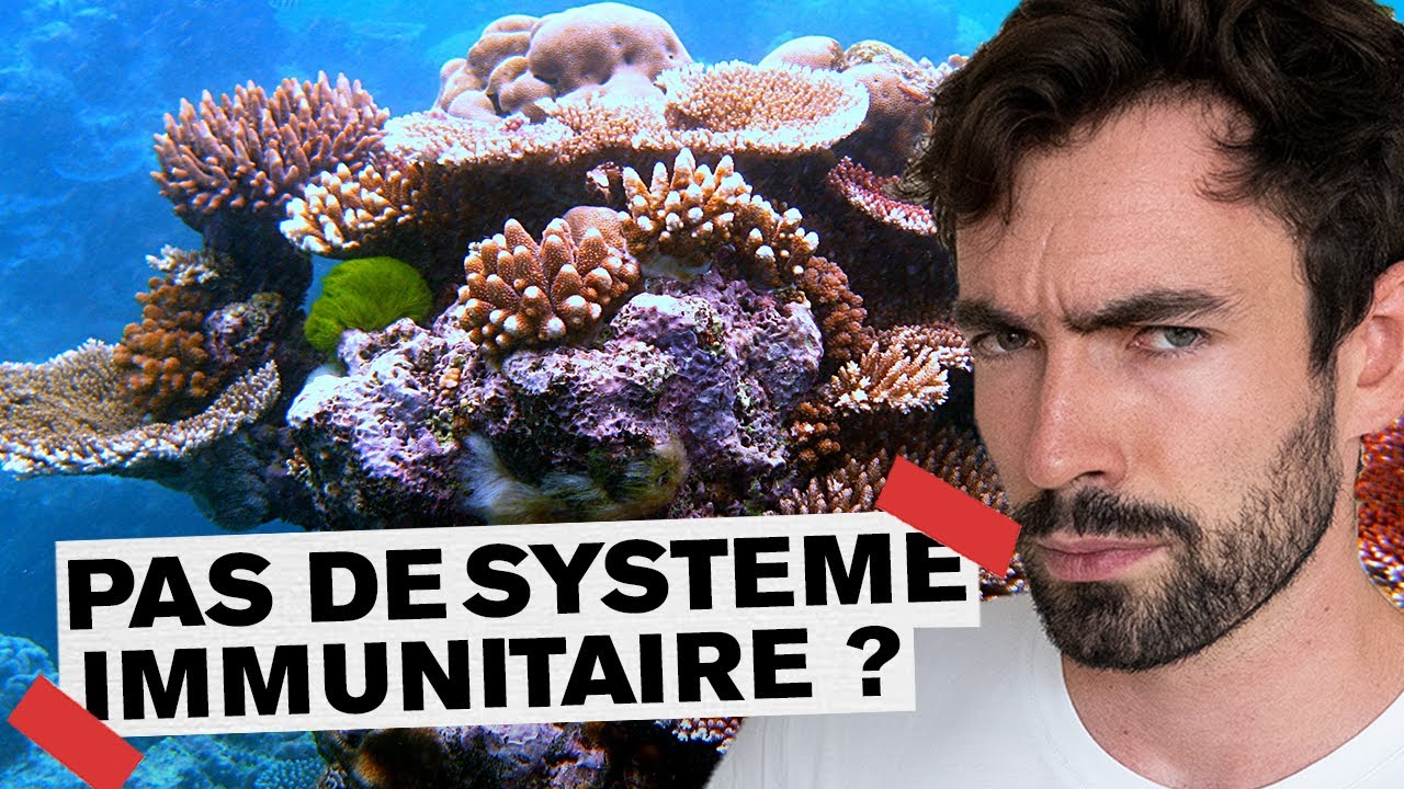Le corail expliqué en 3 minutes - YouTube