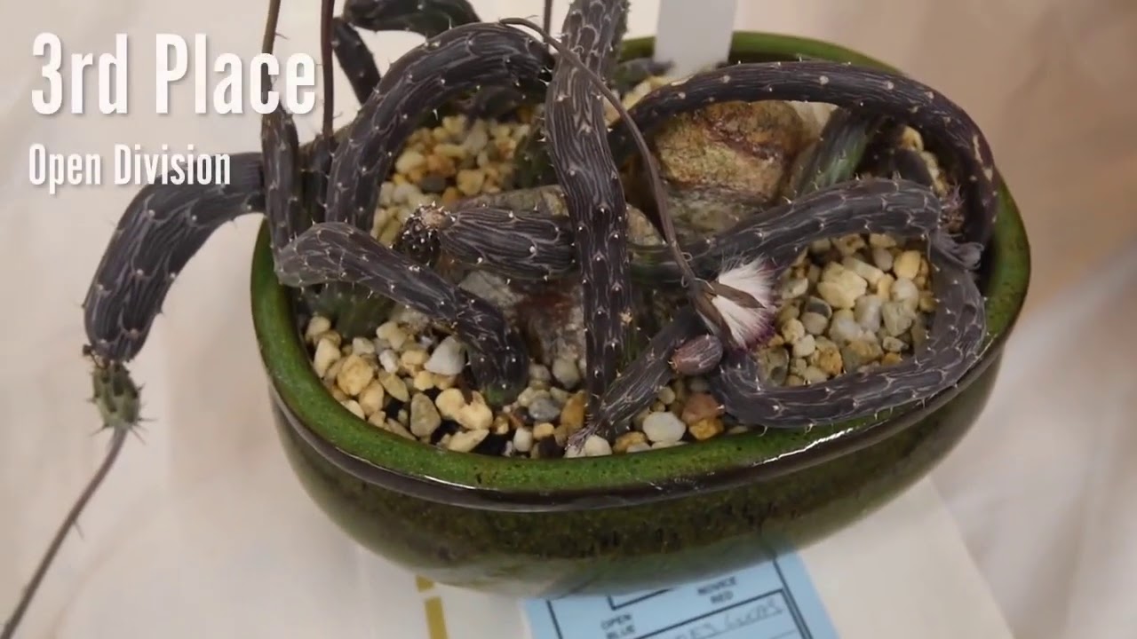 Succulents Identification: Senecio pendulus - YouTube