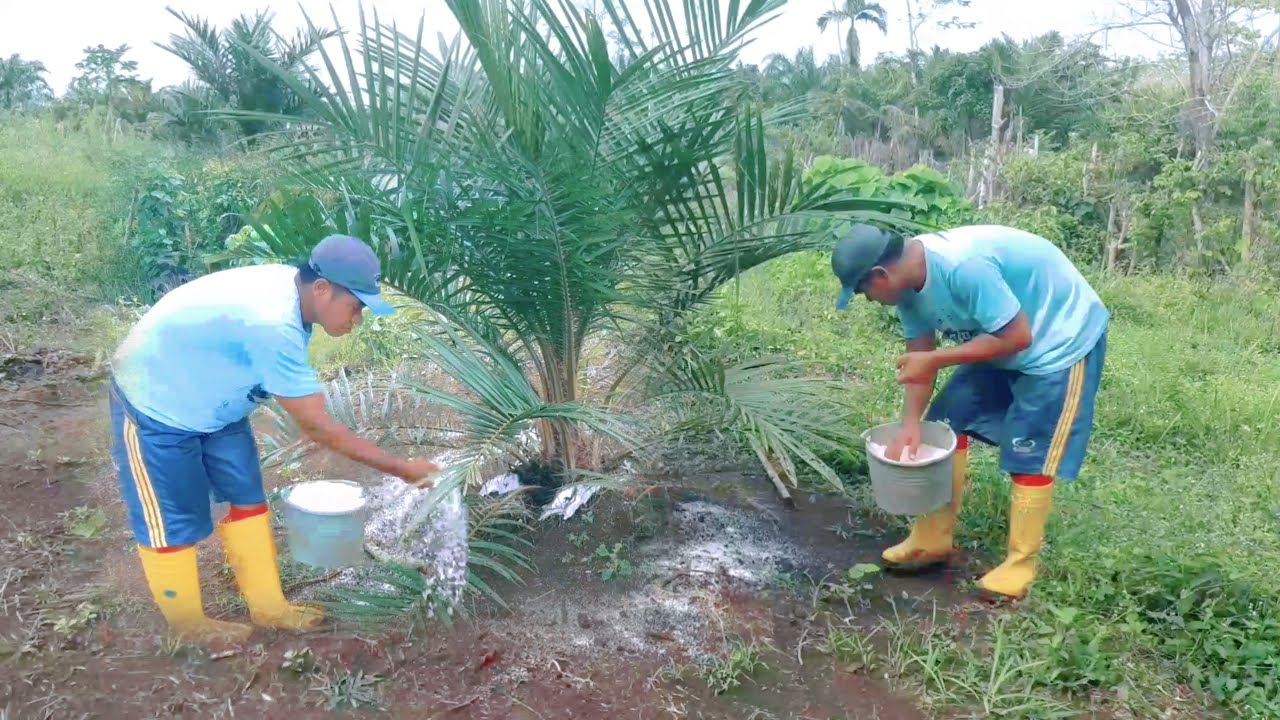 Memupuk Tanaman Kelapa Sawit di Kebun | Pupuk Urea Agar Sawit Tumbuh ...