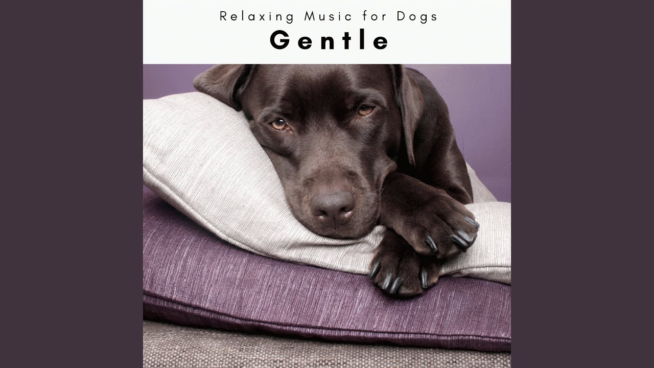 Dogs Advanced Dreams Tunes for Deep Dog REM Phase - YouTube