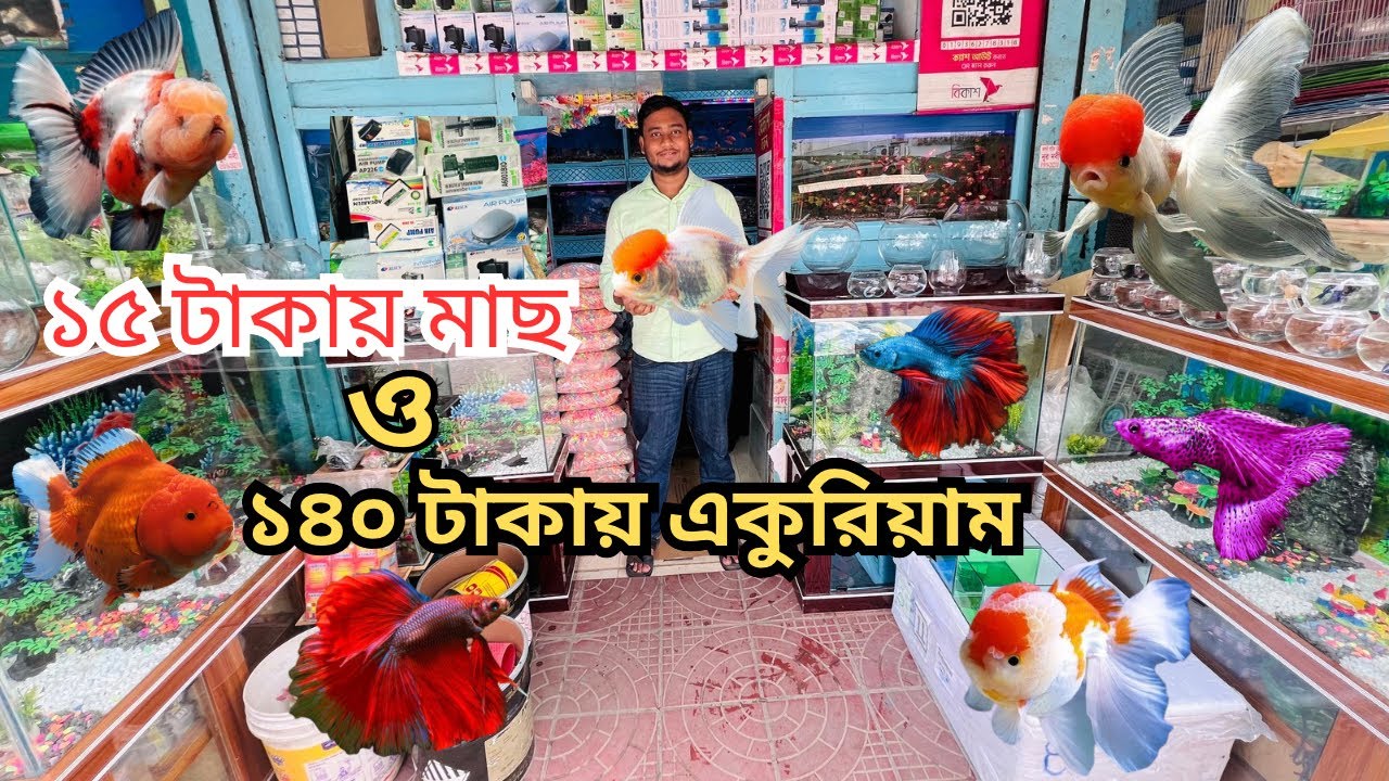 অবিশ্বাস্য অফারে একুয়ারিয়াম ও মাছ কিনুন Aquarium fish price in ...