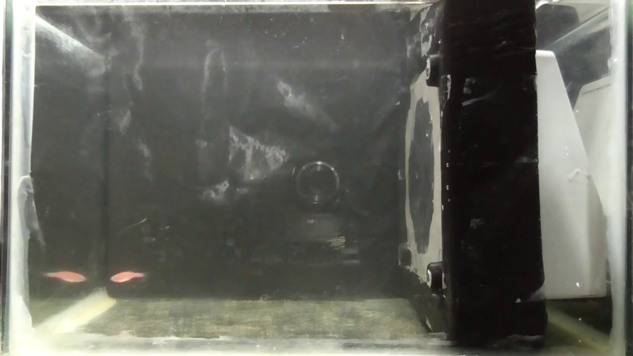 Zebrafish startle response and swimming speed - YouTube