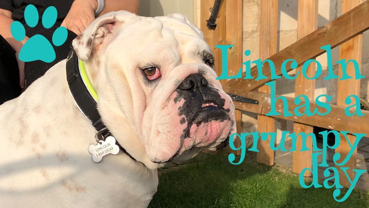 Lincoln has a grumpy Sunday | ENGLISH BULLDOG - YouTube