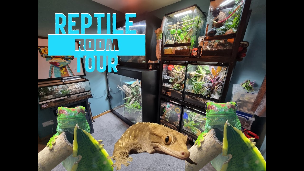 SSR Tour! Reptile Room Layout, Geckos, Dragons, Beardies & Uromastyx ...