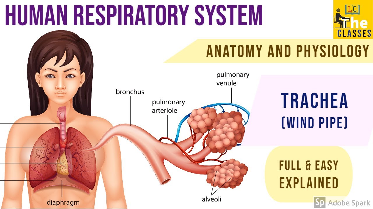 Respiratory System How The Respiratory System Works Easy Overview Respiratory System How The Respiratory System Works Easy Overview