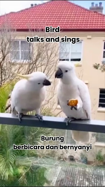 Let's see adorable bird talks and sings-Yuk kita lihat burung yg ...