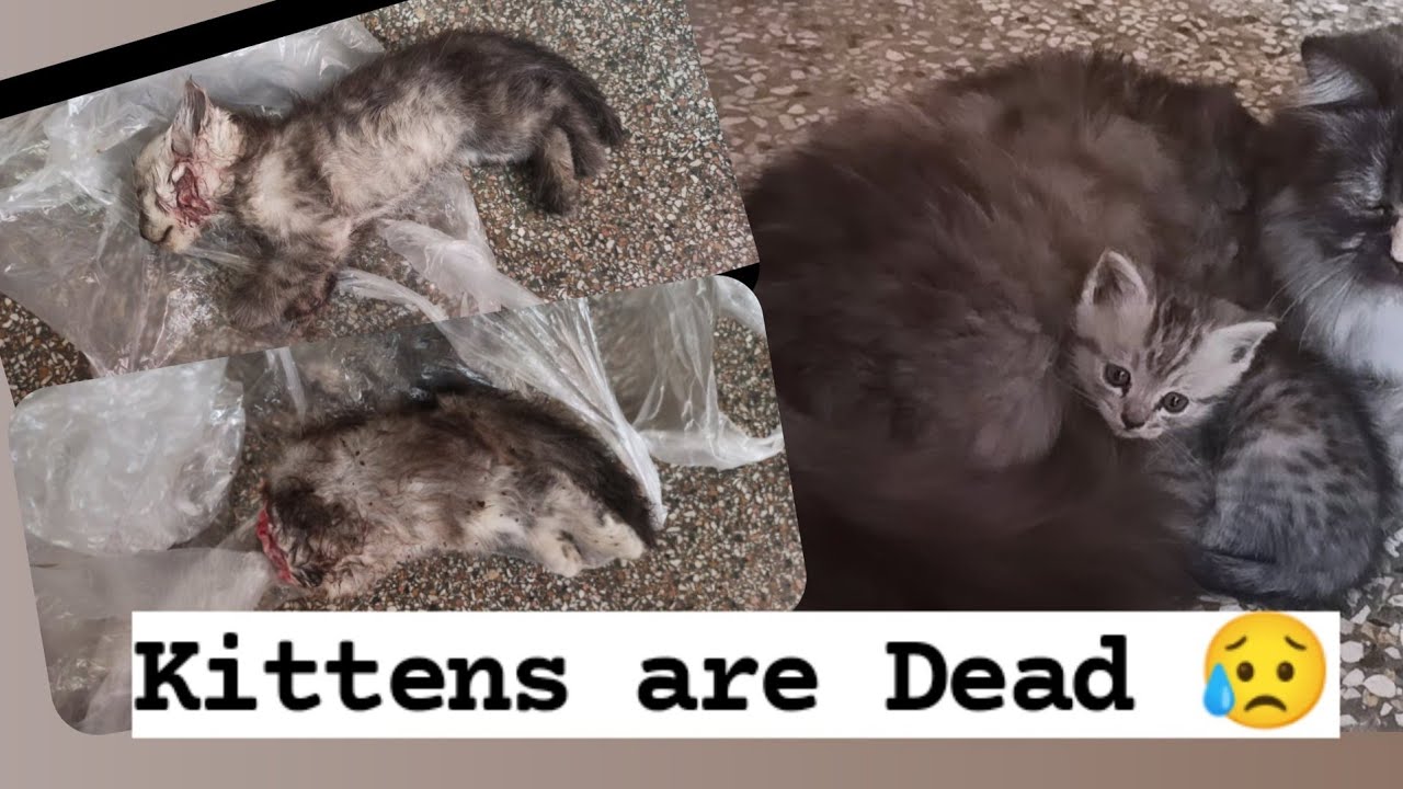 Kittens are Dead 😥 Killed by another cat 😡 A very bad experience of ...