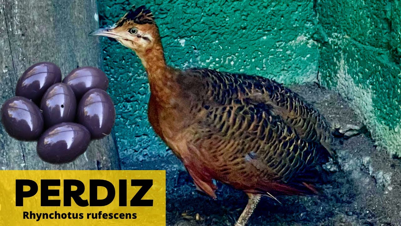 Perdiz -Rhychotus rufescens - YouTube