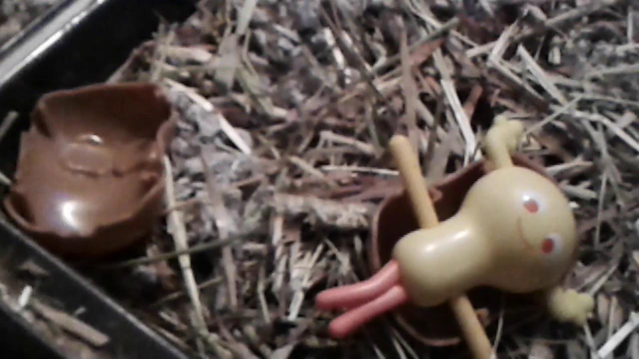 Spongebob Sandy's nutmare on a budget - YouTube