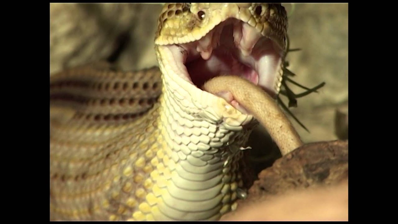 Le Crotale - YouTube