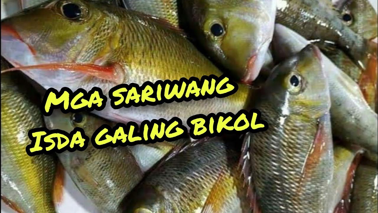 @MGA ISDA GALING BIKOL#DalahicanFisport#Fishport#QuezonProvince# ...
