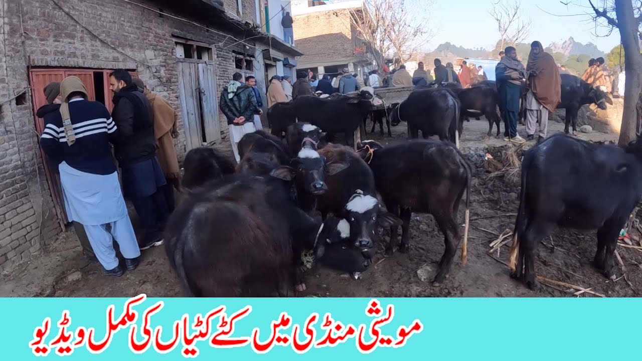 Kattay farm dongi mandi kotli mirpur azad kasmir | katay kattian in ...