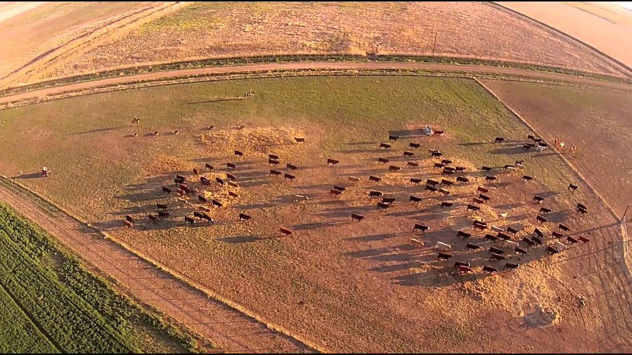 Shipping cattle out - YouTube