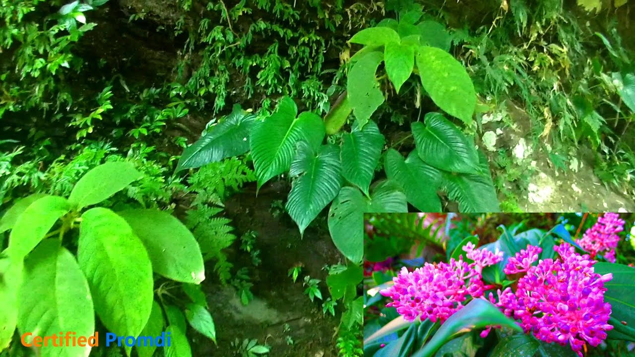 NATURE TRIPPING WITH FRIEND/MADAMI HALAMAN SA TABING ILOG - YouTube