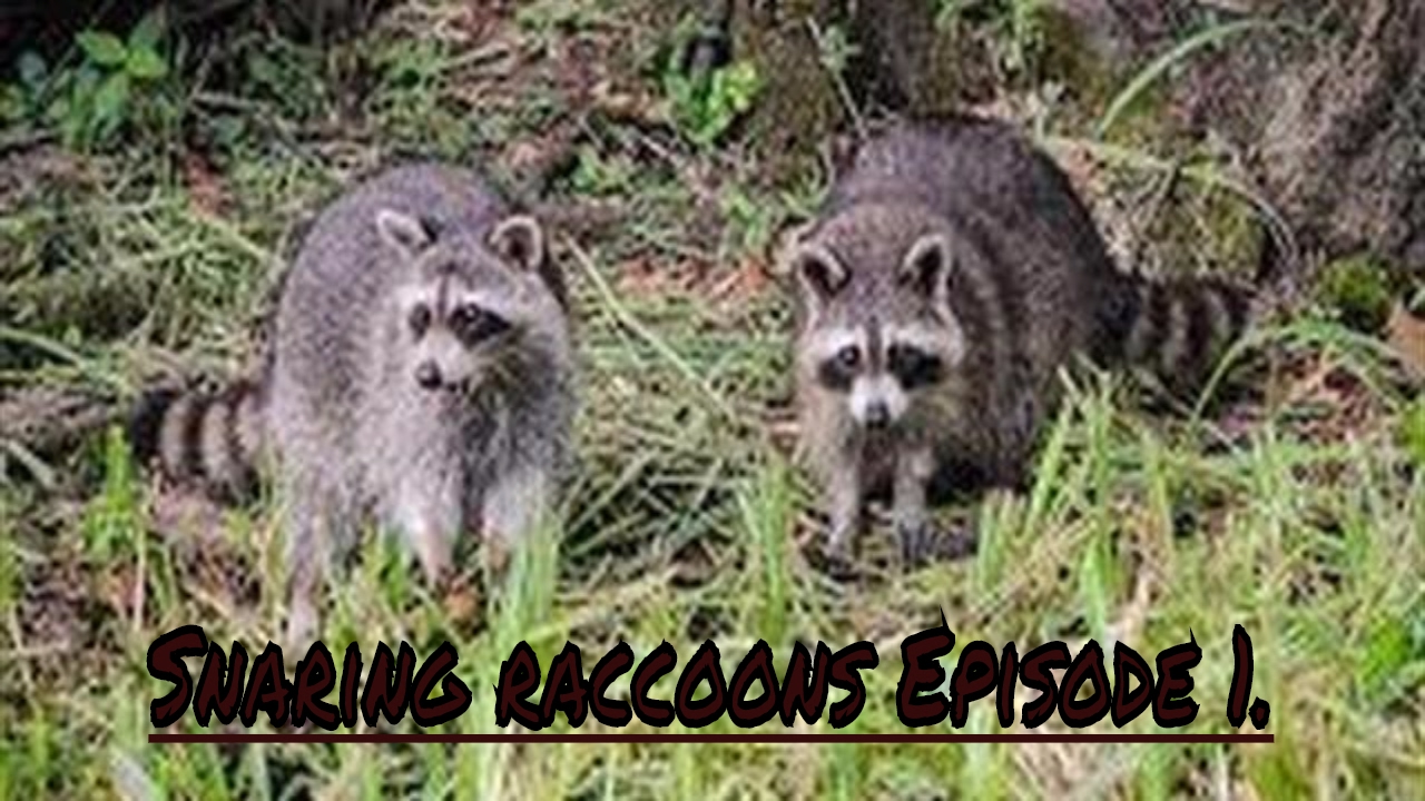 Trapping and Snaring raccoons Episode 1 (With catches!) - YouTube