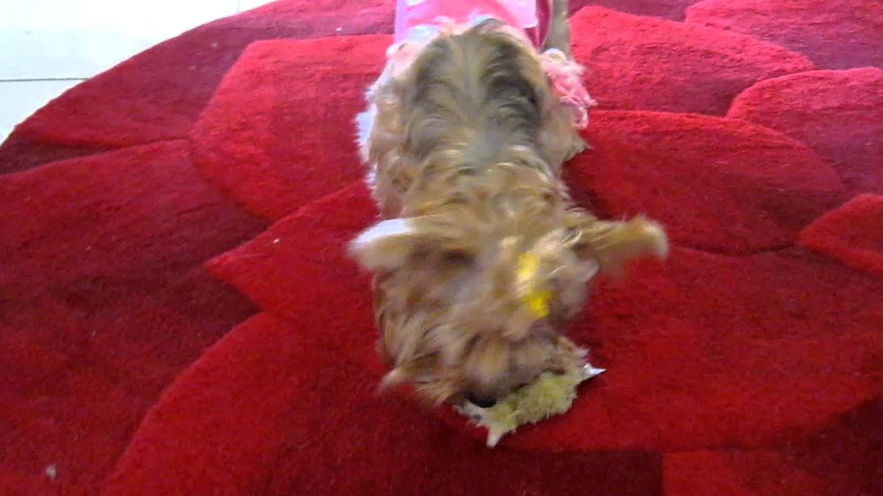 BELLA 1 YEAR OLD YORKIE - YouTube