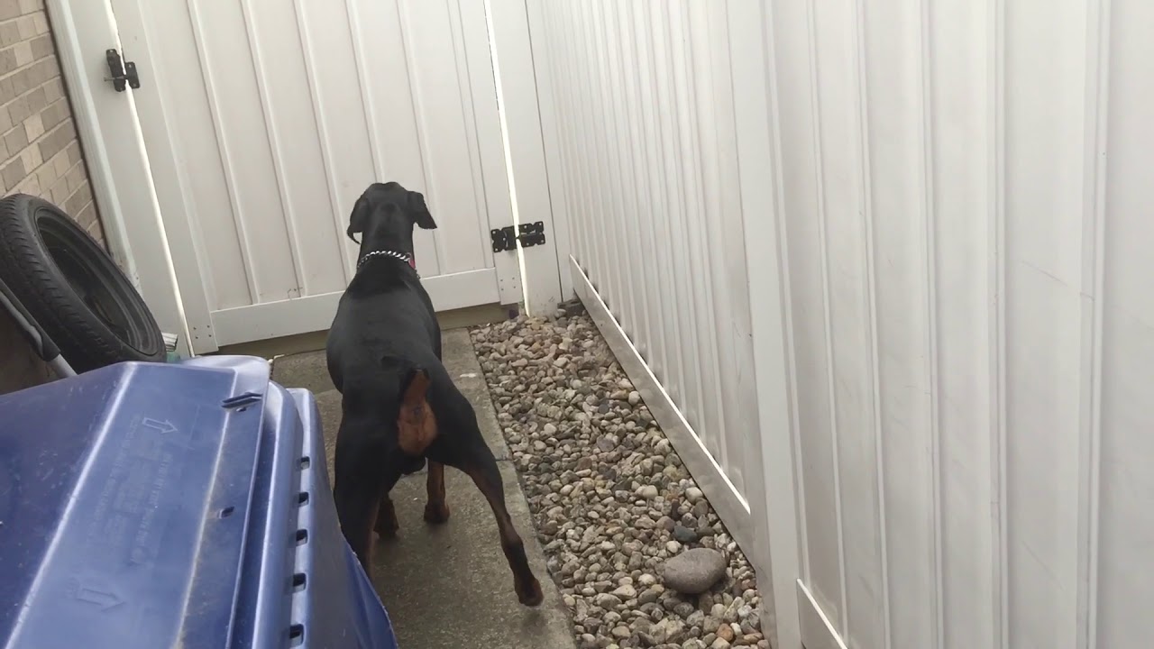 Viscous Doberman Guarding - YouTube