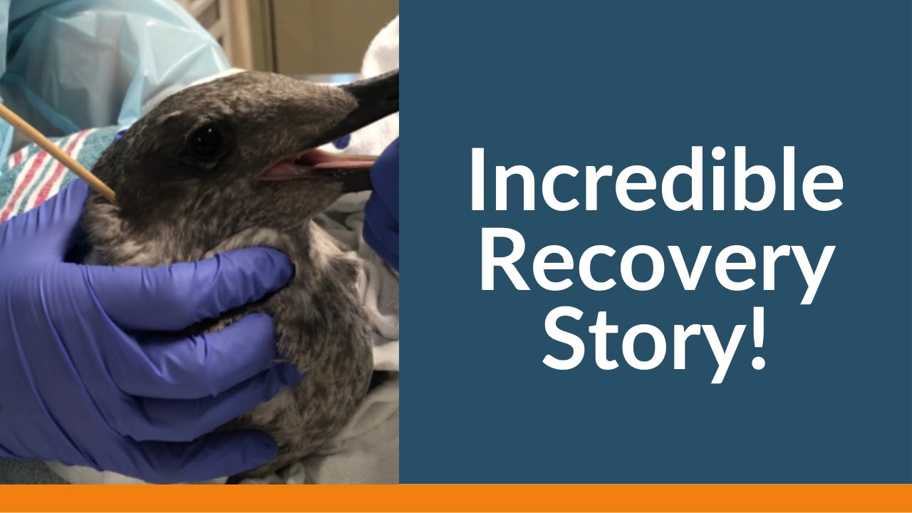 A gull's remarkable release after recovering from a terrible injury ...