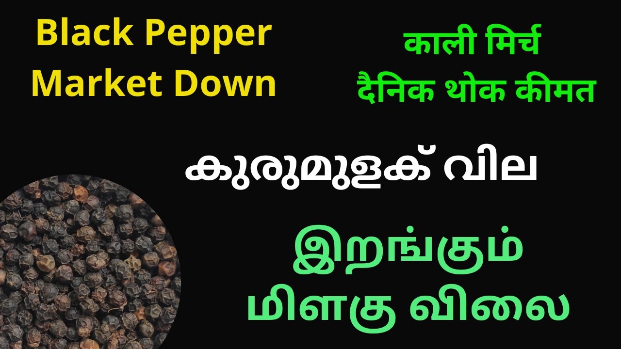 இறங்கும் மிளகு விலை | Pepper Market Down | Todays Black Pepper Rate ...