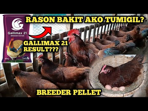 GALLIMAX 21 RESULT AT RASON BAKIT AKO TUMIGIL SA PAGGAMIT NG BREEDER ...