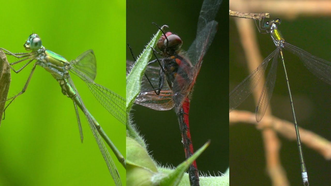 Dragonflies of the Himalaya unite at Motidhar in Mussoorie, in end ...