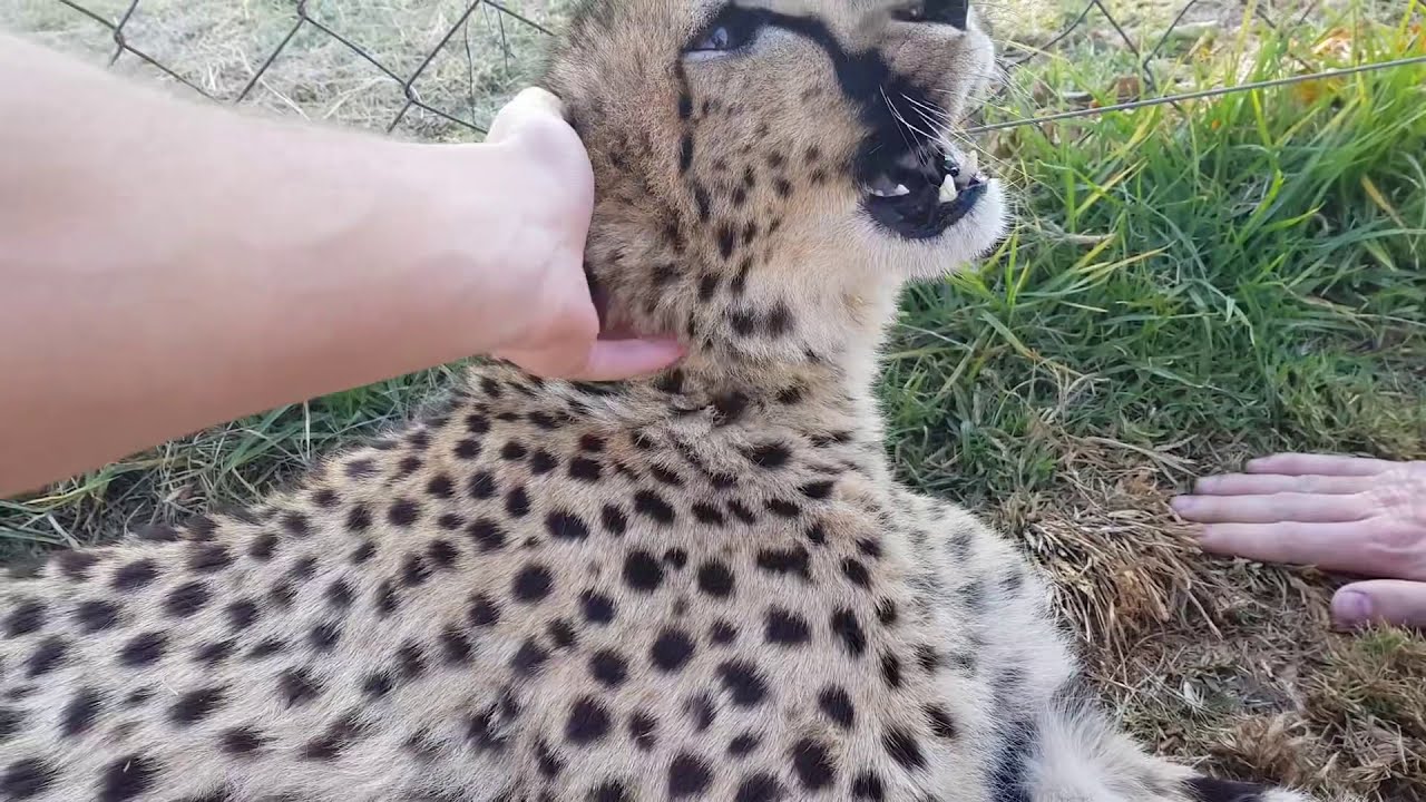 Super friendly cheetah - YouTube