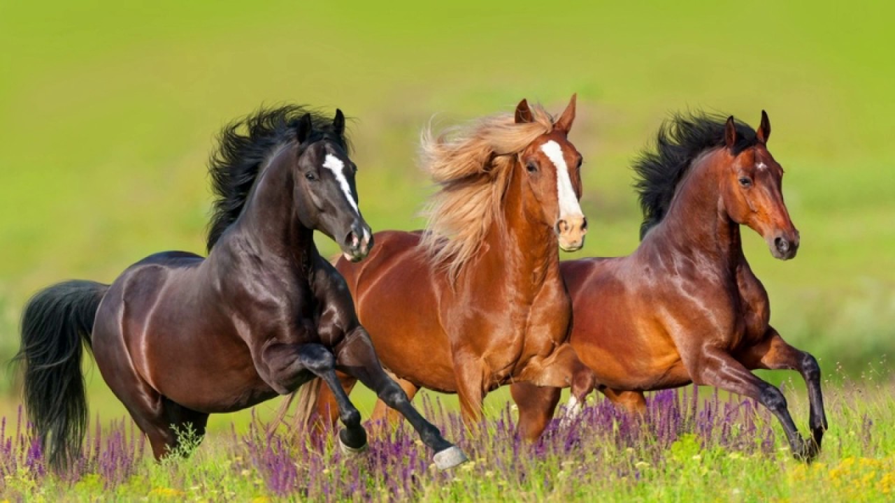 Kuajt më të bukura në botë top 15 - YouTube