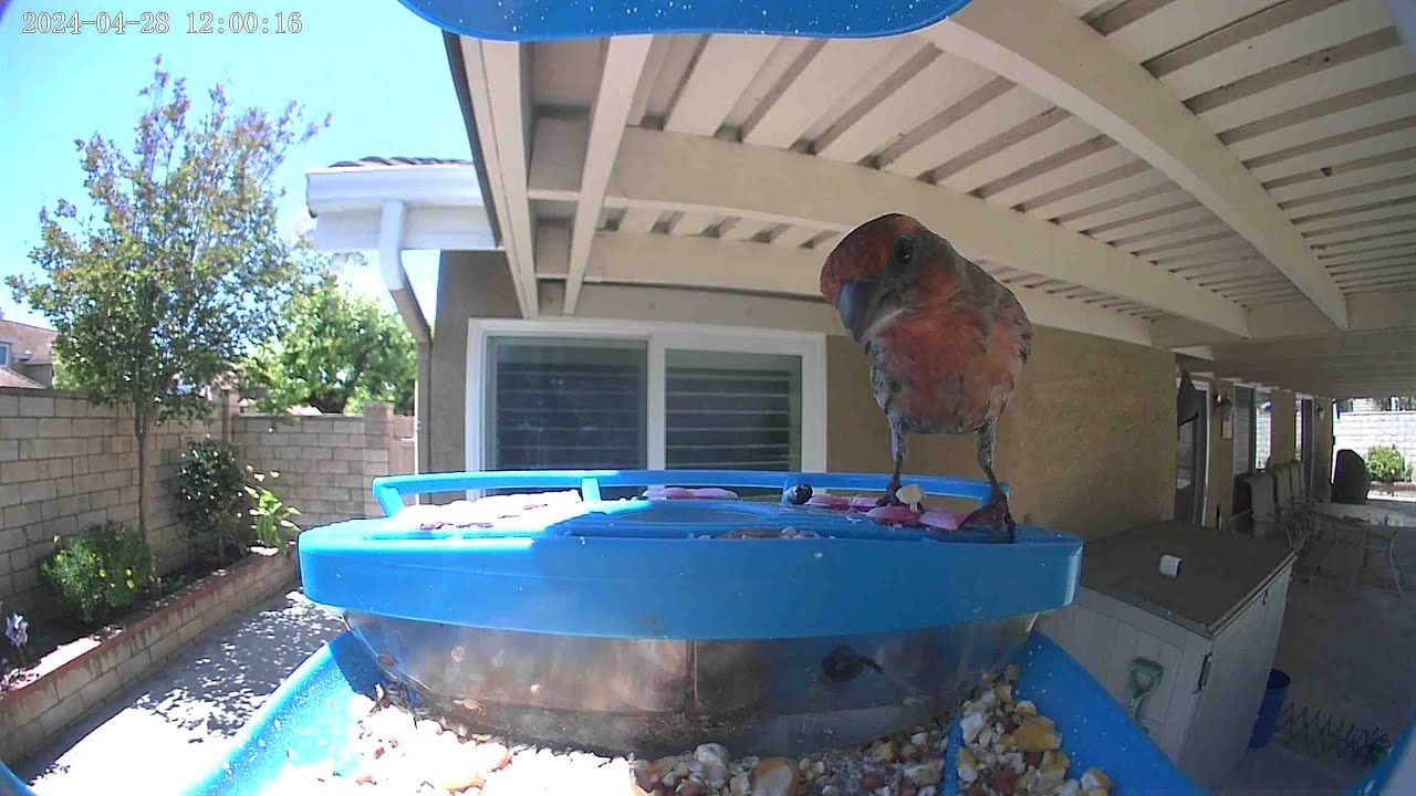 Finch Fun! - YouTube