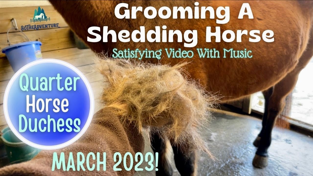 Grooming A Horse That's Shedding In Winter~March 2023, Quarter Horse ...