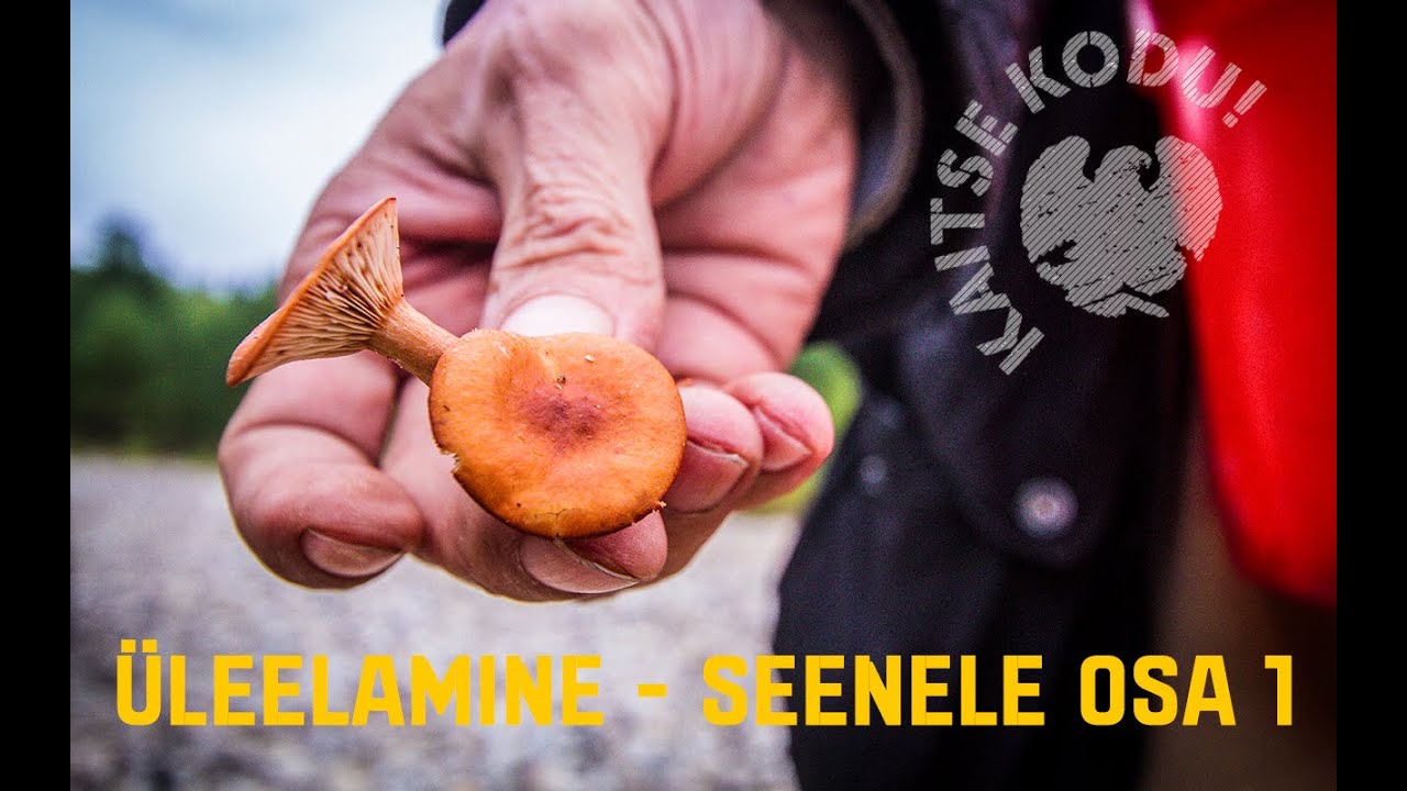 Üleelamine - Seenele ehk Milliseid seeni korjata OSA 1 - YouTube