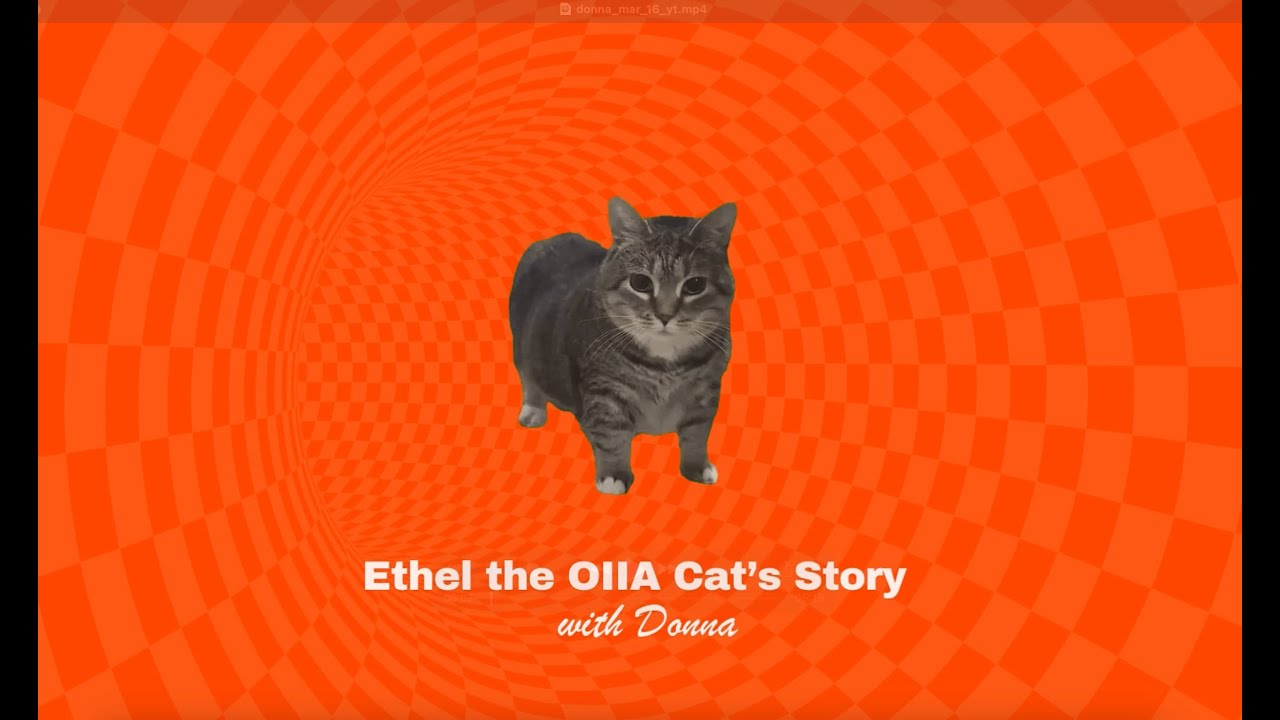 Ethel the OIIA Cat: Fame, Memes & Life with Donna #oiiaoiia - YouTube