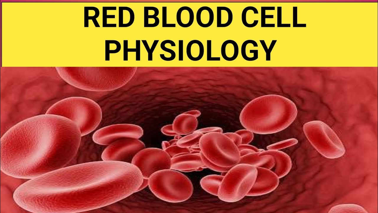 Red blood cells |RBC |Erythrocyte |Blood physiology by Dreaming ...