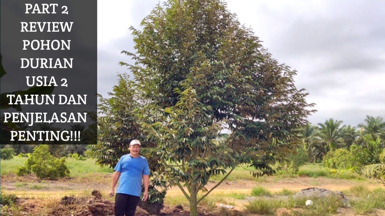 Part 2 Pruning Dan Review Pohon Durian Usia 2 Tahun ASLI!!! Dan ...