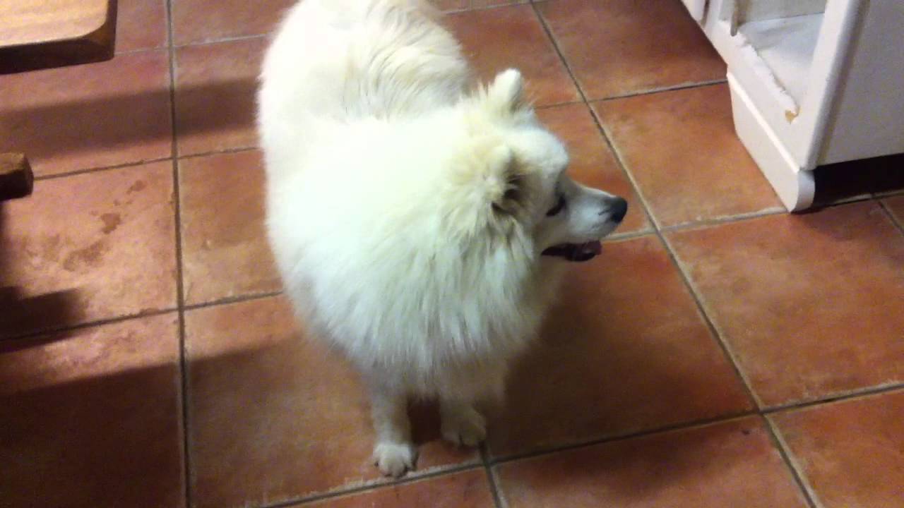 Léone Spitz Japonais 2 - YouTube