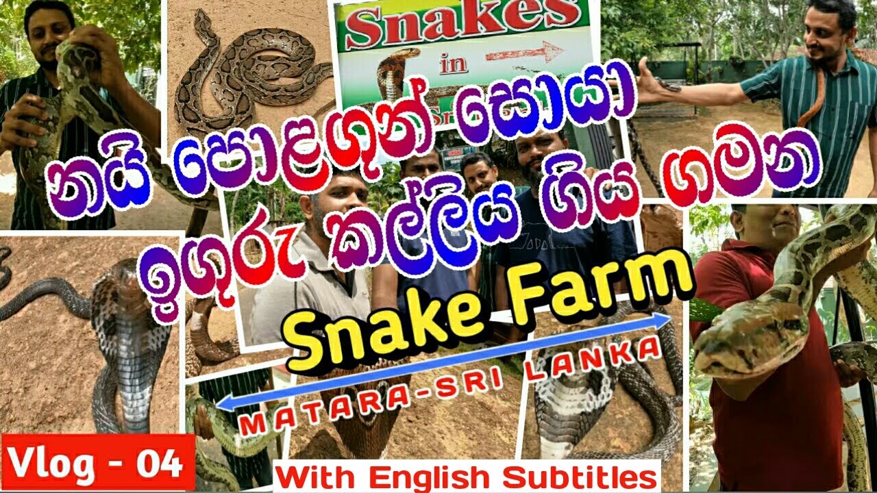 නයි පොළගුන් සොයා ඉගුරු කල්ලිය ගිය ගමන | Snake Farm | Matara - Sri Lanka ...