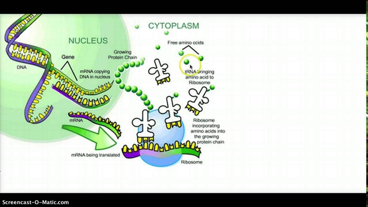 AP Bio Translation - YouTube