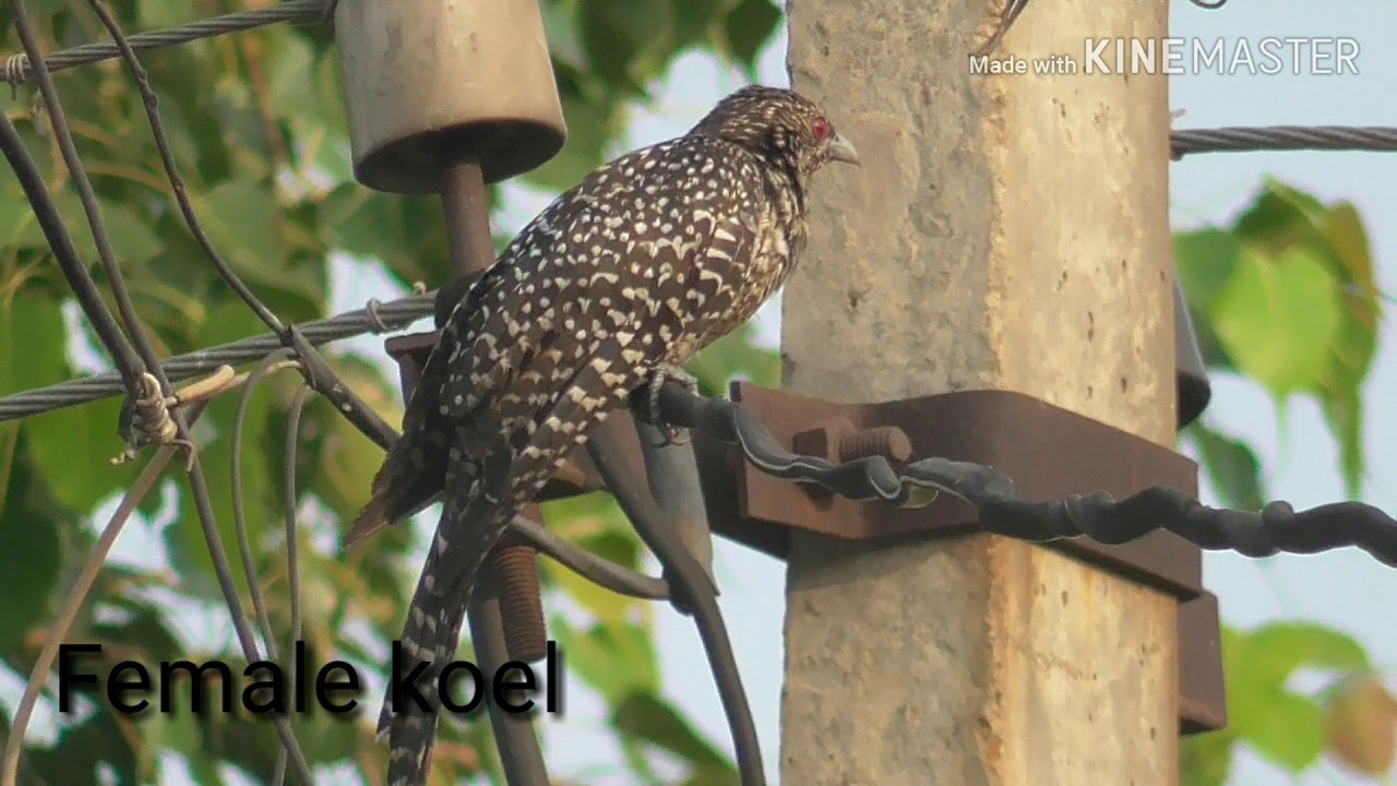 (मादा कोयल)Beautiful Female koel India asian bird ।।Indian birds videos ...