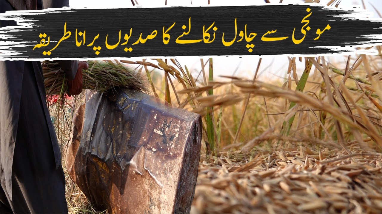 Traditional Rice Harvesting in Multan – A Contrast to Modern Machine Methods | South Today - YouTube