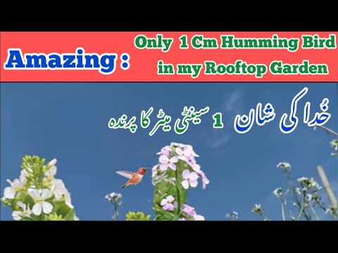 Amazing Humming Bird in my Rooftop Garden 1 Cm only - YouTube