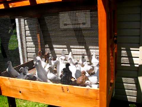 Cleaning pigeon loft part 1 - YouTube