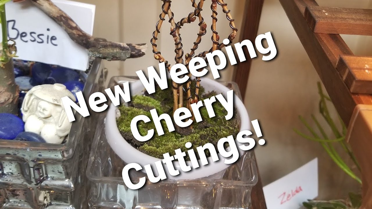 New Weeping Cherry Cuttings! - Growing Crazy With Jeanette - S1 E 11 ...