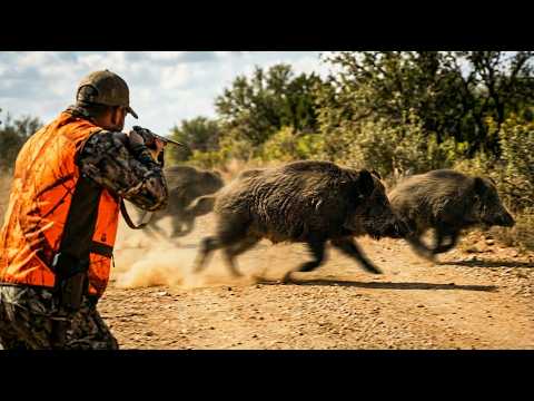 Hunting Wild Boar -Season :2026 || -MOROCCO - AIT MIMOUNE  - PART 11