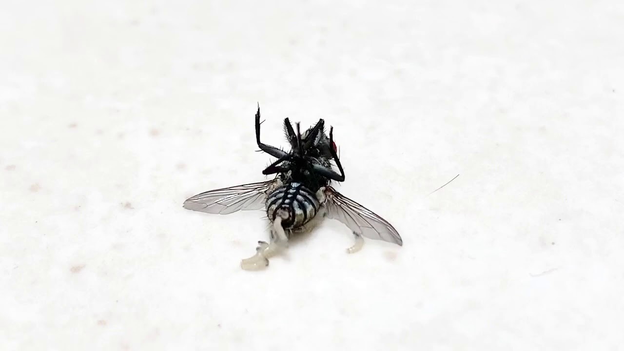 Fly giving birth to maggots - YouTube