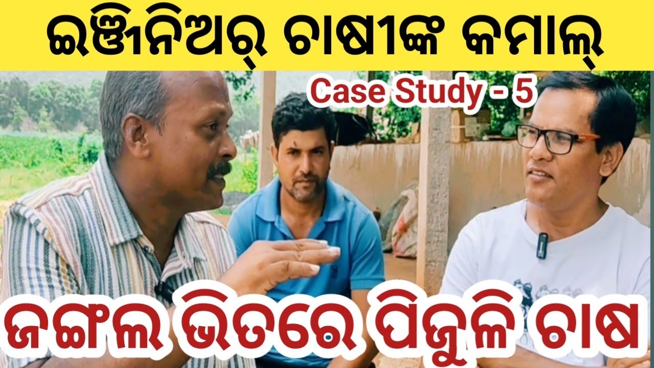 Commercial Guava Farming in Forest | Organic Guava Farming in Odisha ...