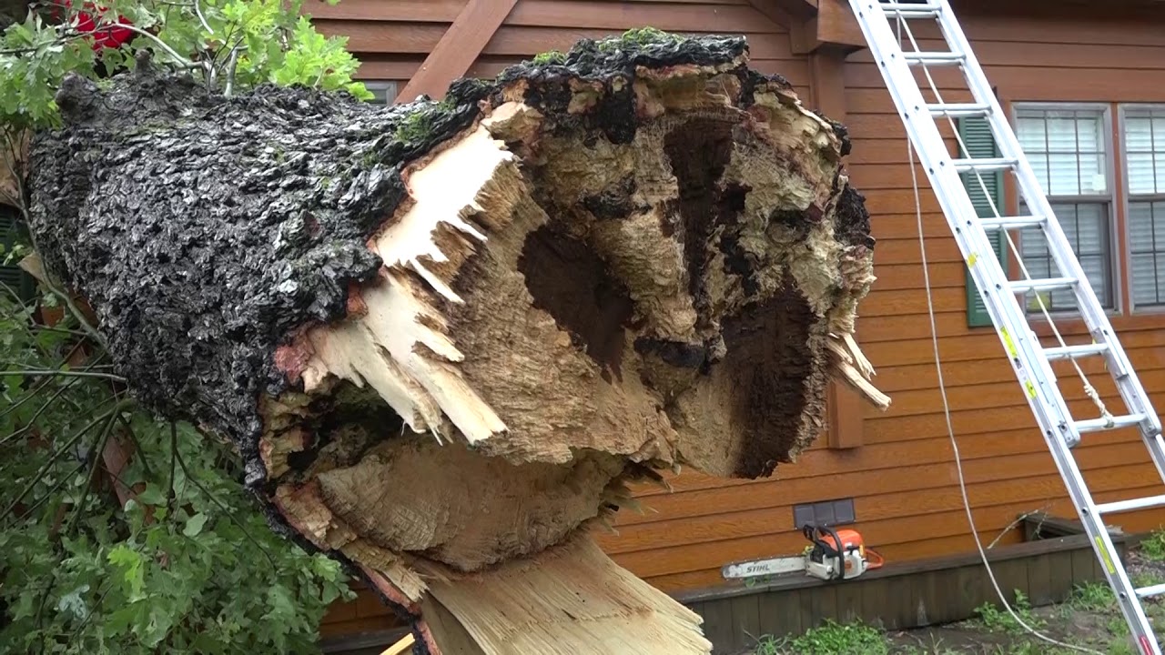 062919 TREE THROUGH HOUSE IN PORTER - YouTube
