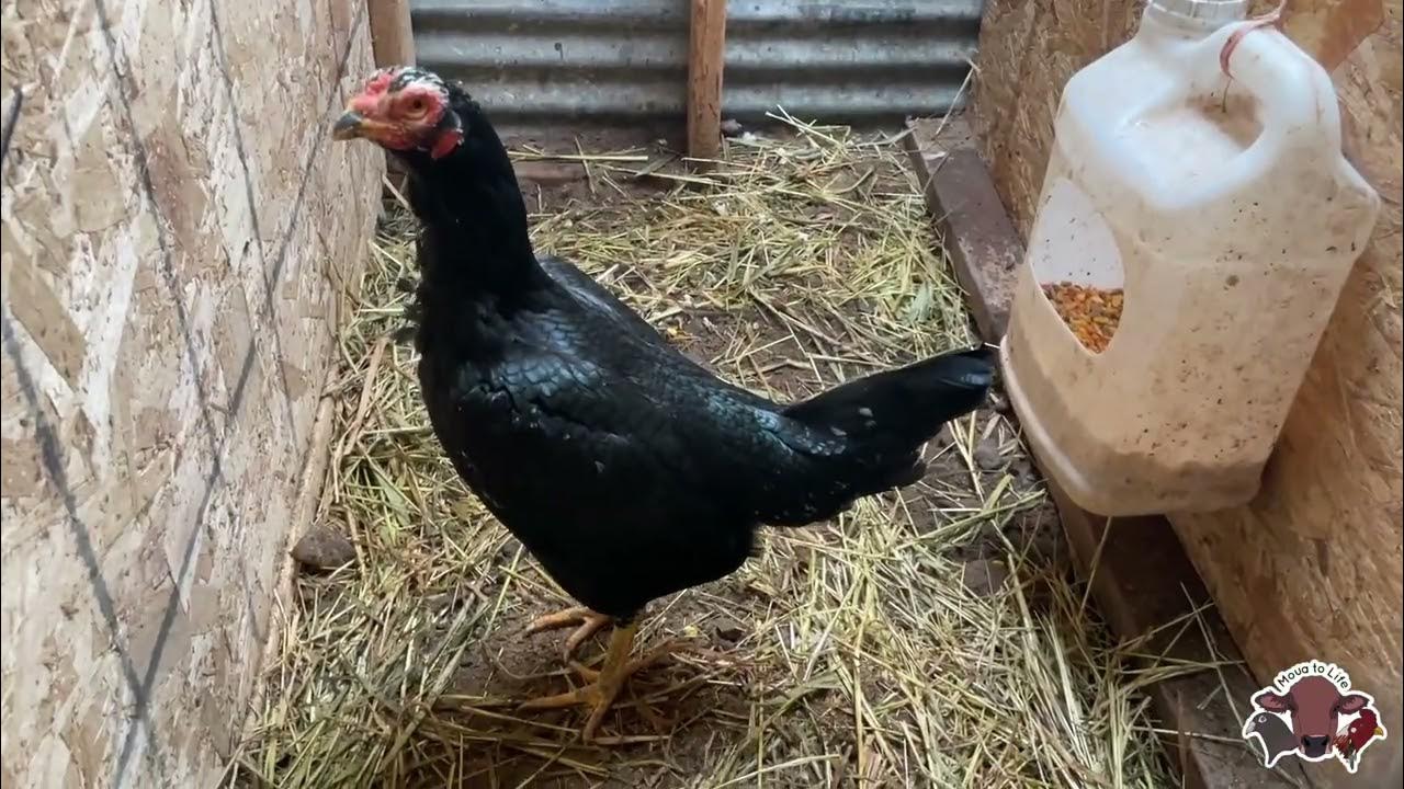 2023 Breeding Poj Qaib Hens | Qaib Thai | Oriental Gamefowl - YouTube